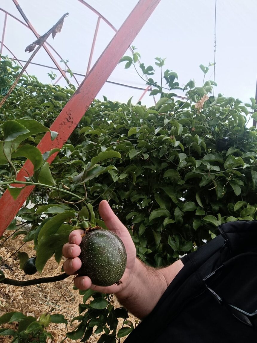 Çarkıfelek meyvesi (Aşk Meyvesi Passıon Fruıt) 1kg - Ask Meyvesi Finike