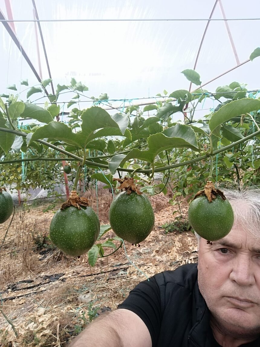 Çarkıfelek meyvesi (Aşk Meyvesi Passıon Fruıt) 1kg - Ask Meyvesi Finike